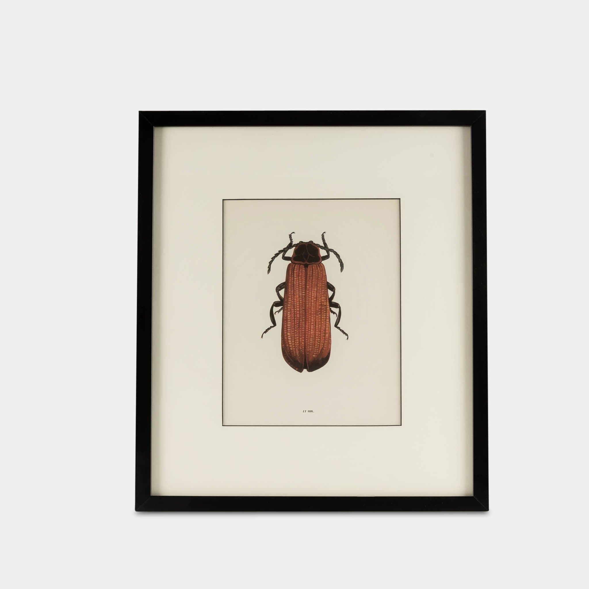 Framed bug print – Kier Design Interiors