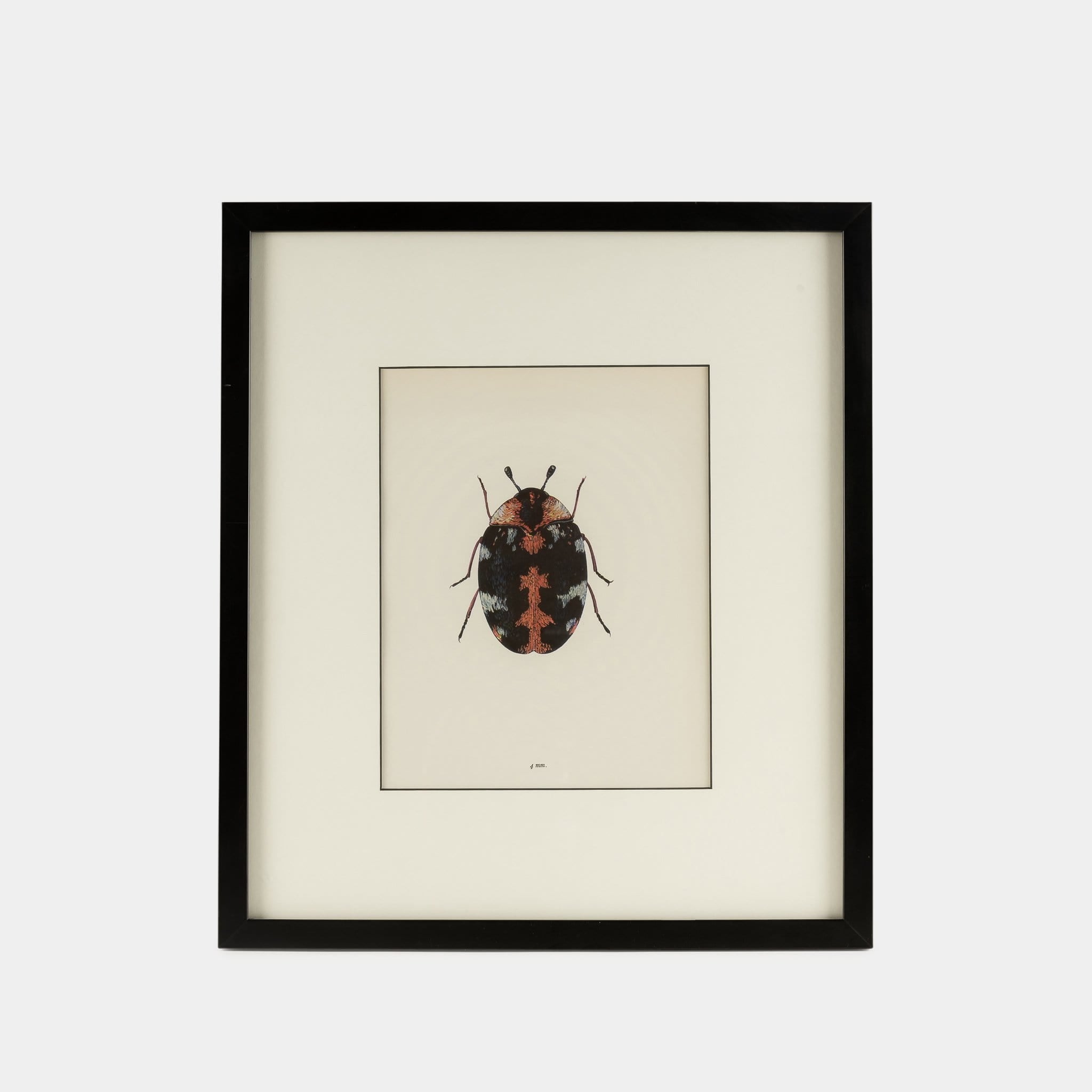 Framed bug print – Kier Design Interiors